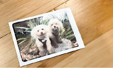 Filthy Dog Decals - Custom Rego Pouches and Decals